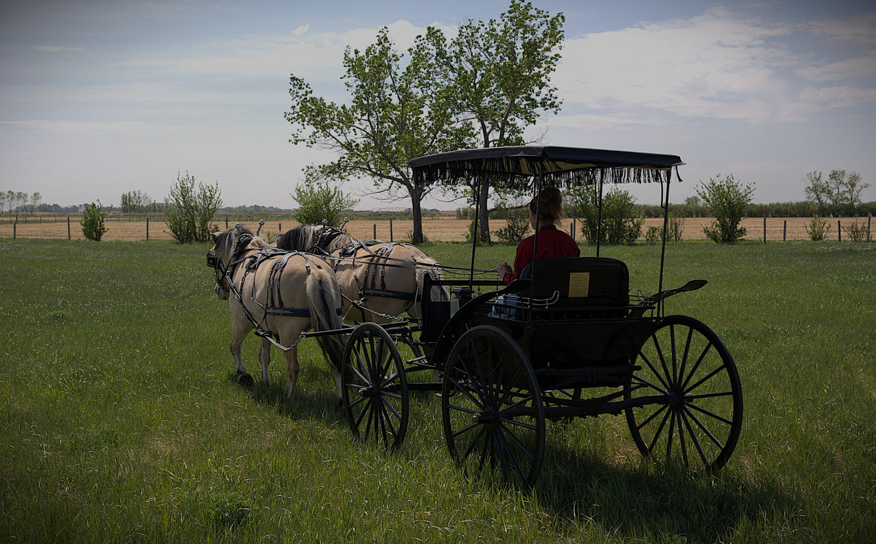 Spring Is A Time For Growth — Tiara Teamster Journey – Alberta Carriage ...