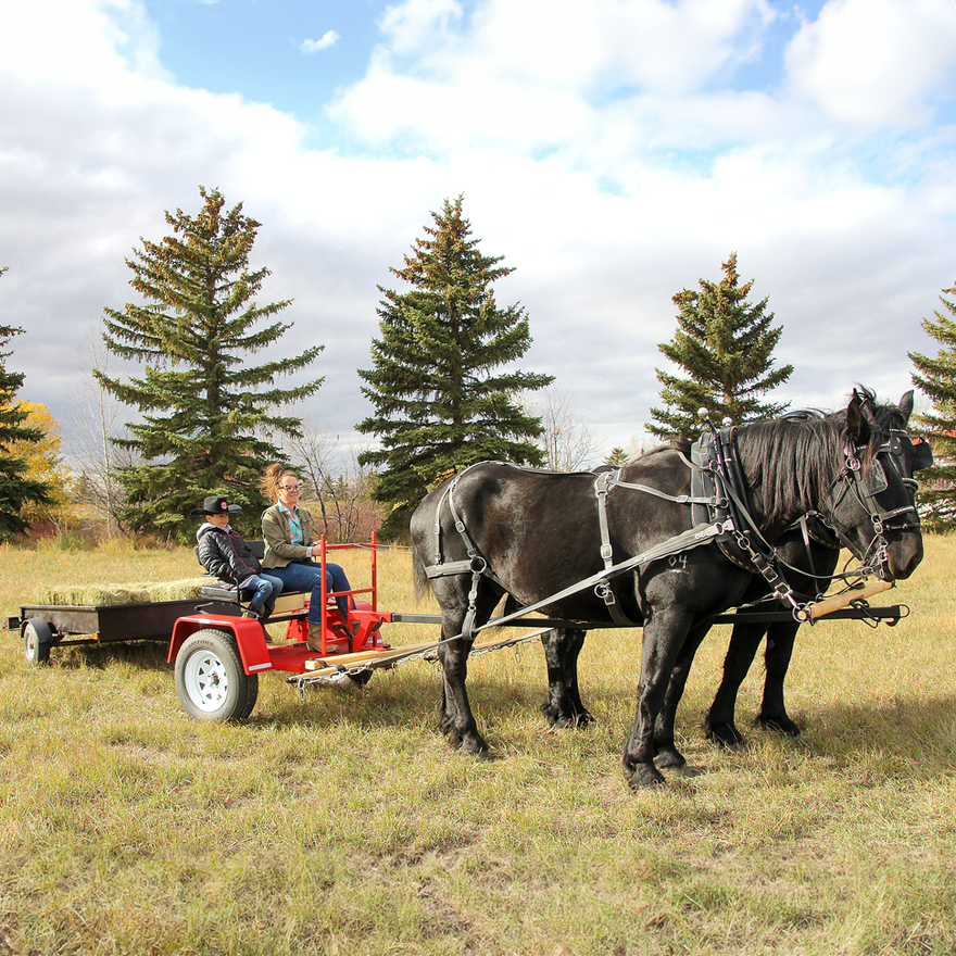 Driving cart and wagon manufacturing + equine equipment shop | Alberta ...