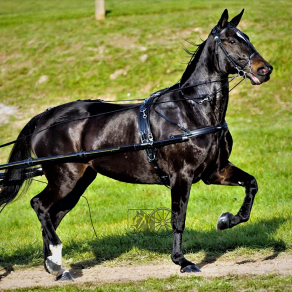 Training Harness - All Sizes | Alberta Carriage Supply