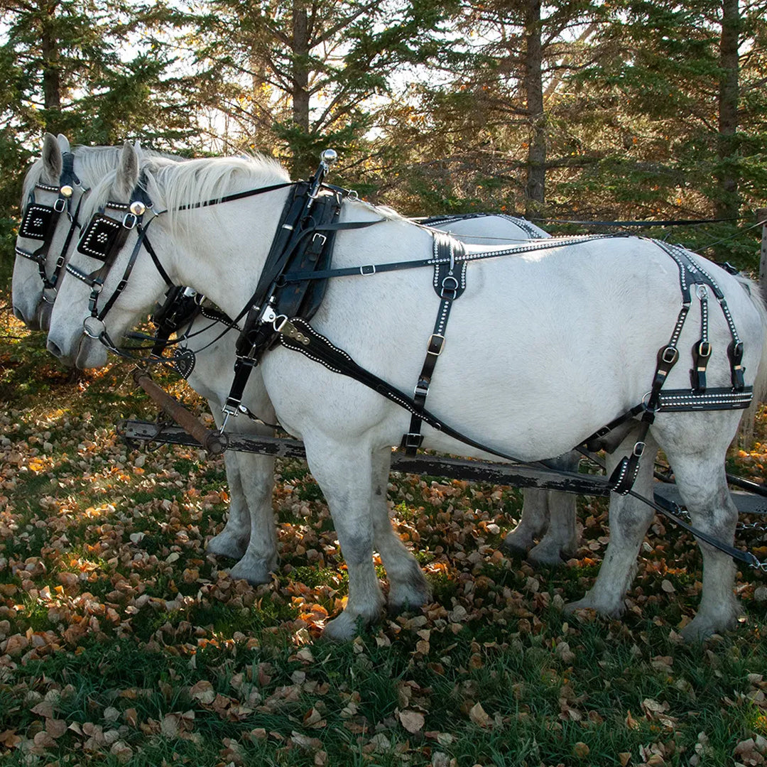 Driving cart and wagon manufacturing + equine equipment shop | Alberta ...